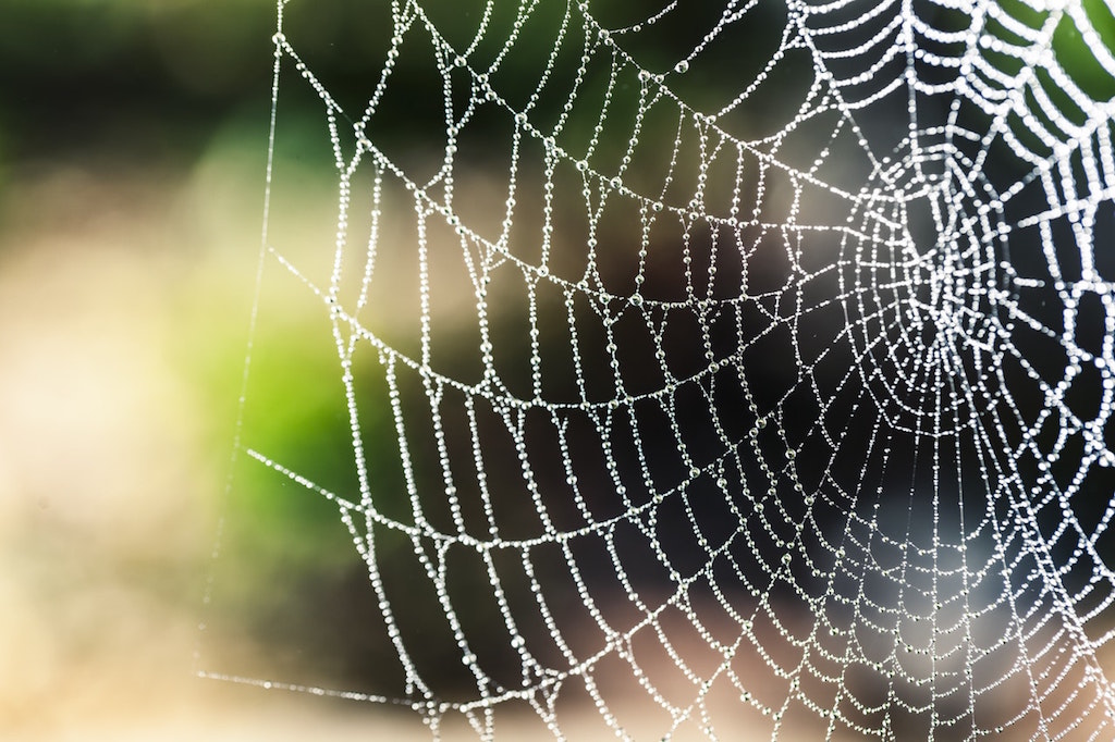 Spider Web Trap (Pixabay, Pexels) | ICT Pulse – The leading technology ...